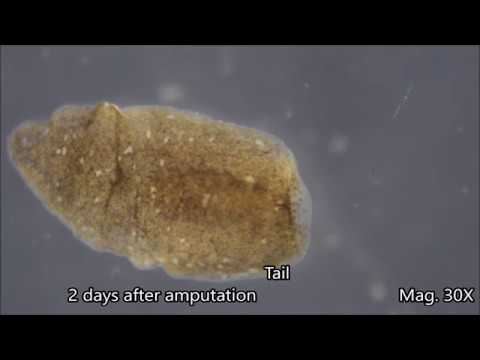 The Stem Cell Secrets of This Tiny Worm Could Help Unlock Human ...