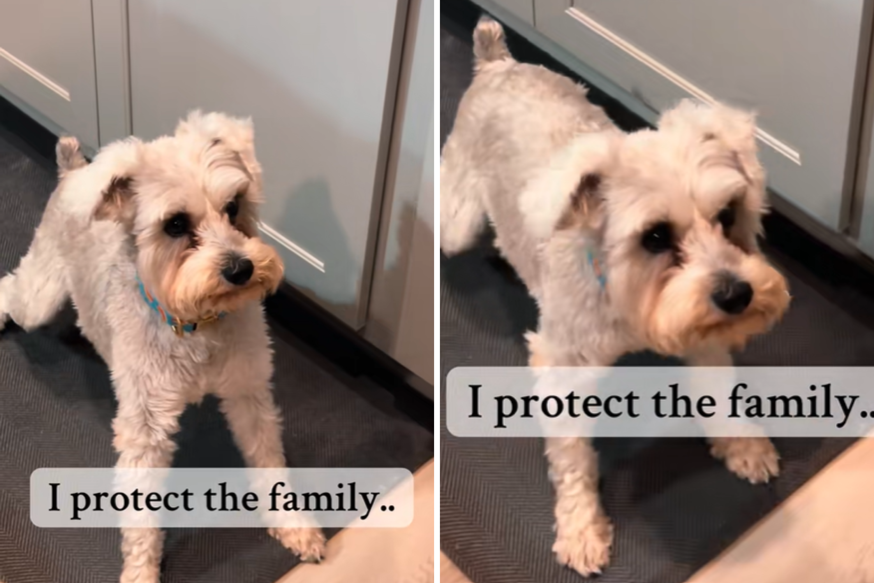 No one expecting reason for determined schnauzer's shakes: "A threat"