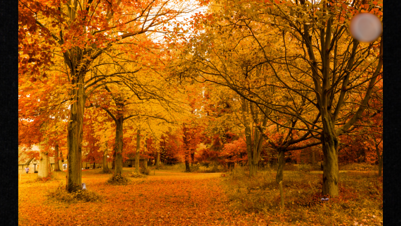 Optical Illusion: Can You Spot The Squirrel In The Forest! You Have 10 ...