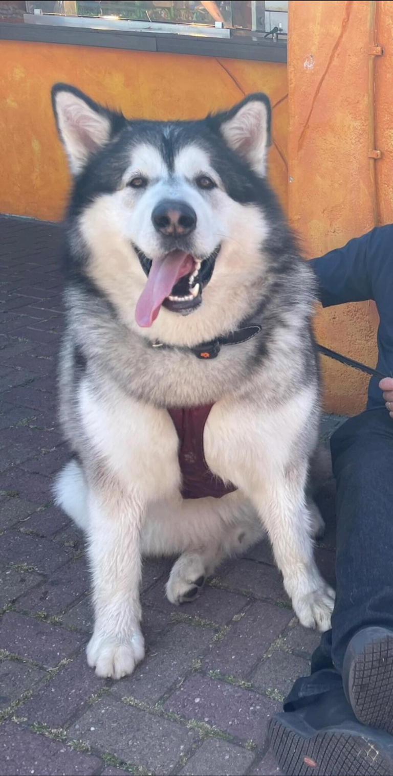 Amy Sharp, dueña de un perro de 82 kilos: “Me preguntan quién pasea a ...