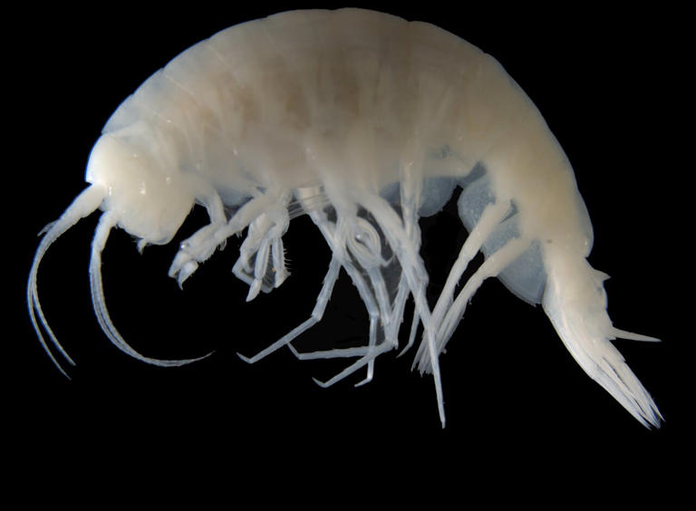 Ocean species discovery: 14 new marine animals described