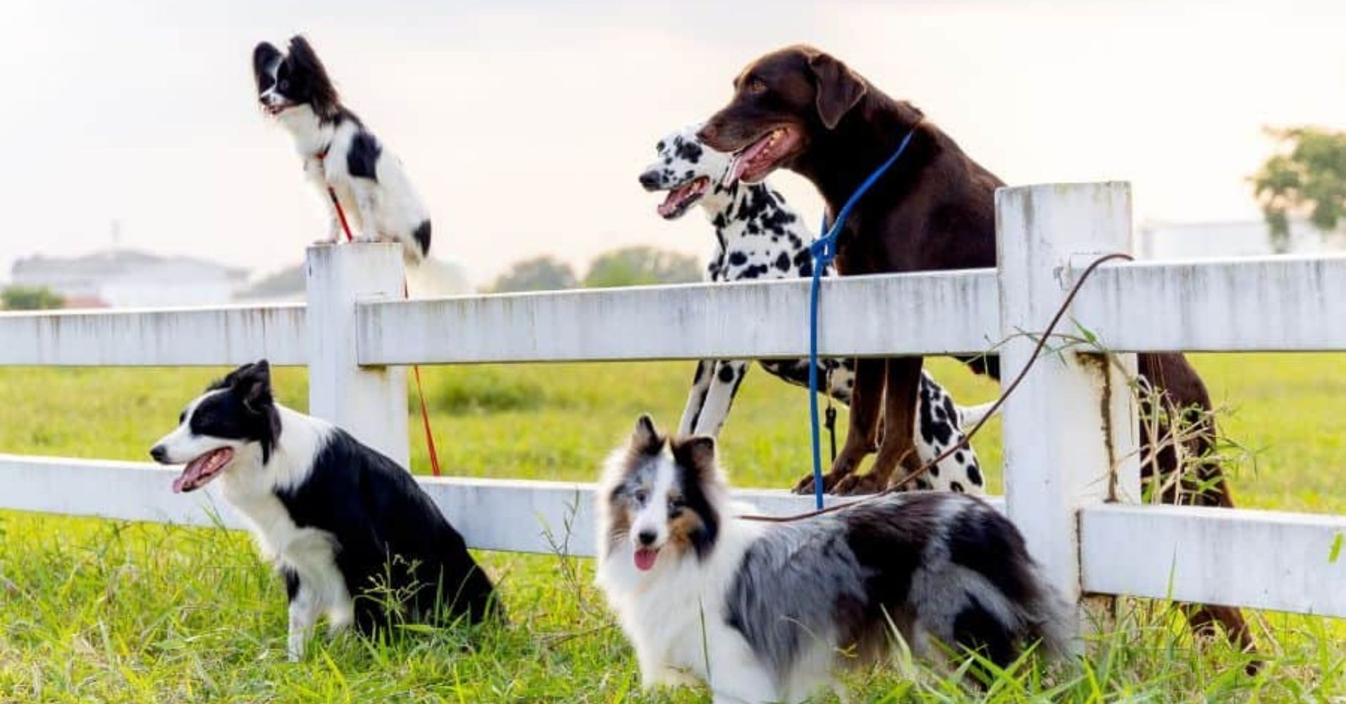 24 Dog Breeds That Are Challenging to Keep as Pets Without Proper ...