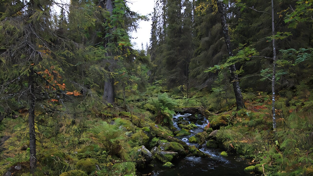 Securing biodiversity requires better forest management, say researchers