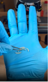 What's Living Under Fingernails? Microscope Debunked Edition!