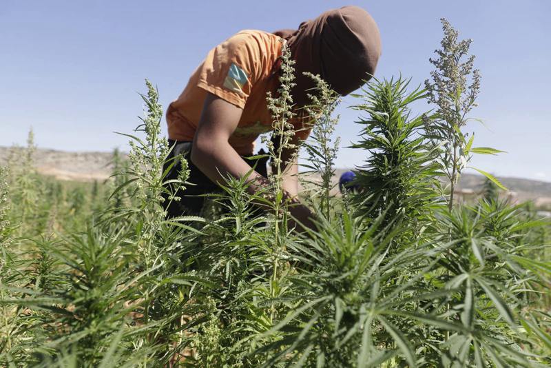 Study Finds Long-Stored Moroccan Hashish Could Hold Medical Potential