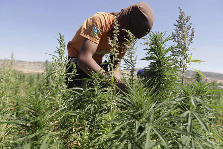 Study Finds Long-Stored Moroccan Hashish Could Hold Medical Potential
