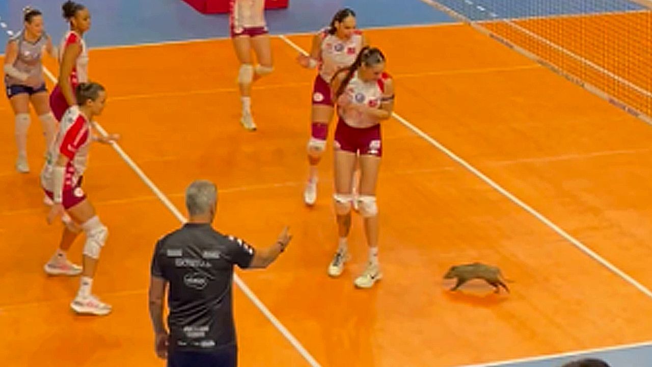 Possum panic! Opossum invades court during Brazilian volleyball semifinal