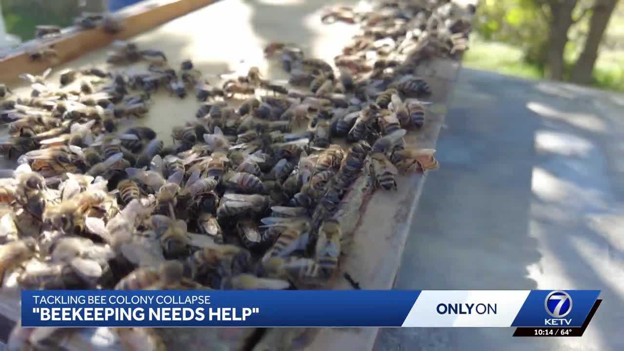 Inside the fight to save Nebraska's bees from growing colony collapse