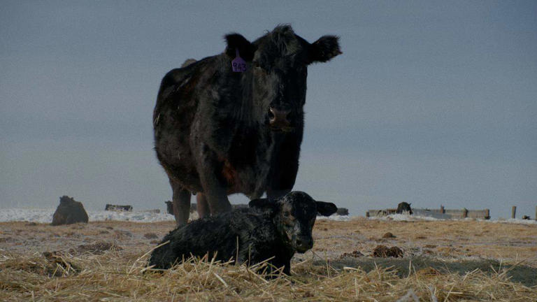 Freaky Oregon cow murders inspire award-winning film. See it in Richland