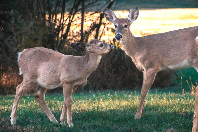 Unusual small deer named 'Cornwallis' becomes part of herd in ...