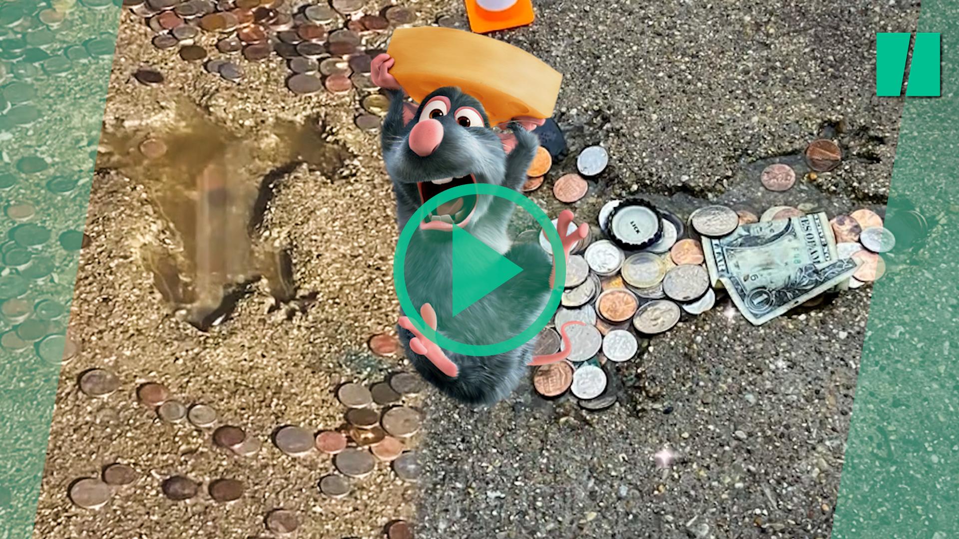 On sait enfin quel animal se cache derrière le fameux « trou à rat » de ...