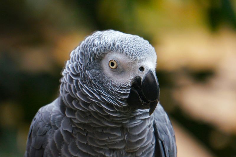 8 Smartest Non-Mammals In The Animal Kingdom