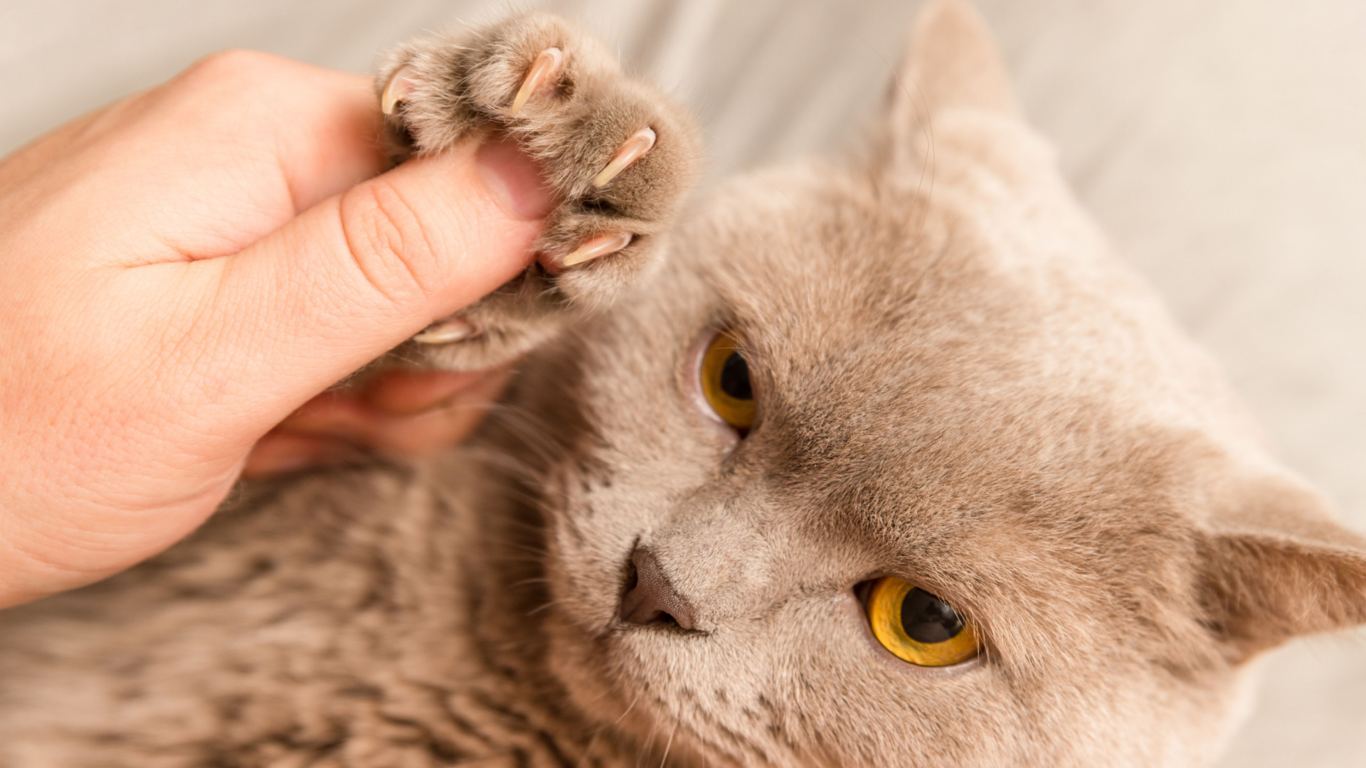 8 Signs Your Cat Values You And 7 Signs They May Be Annoyed By Your ...