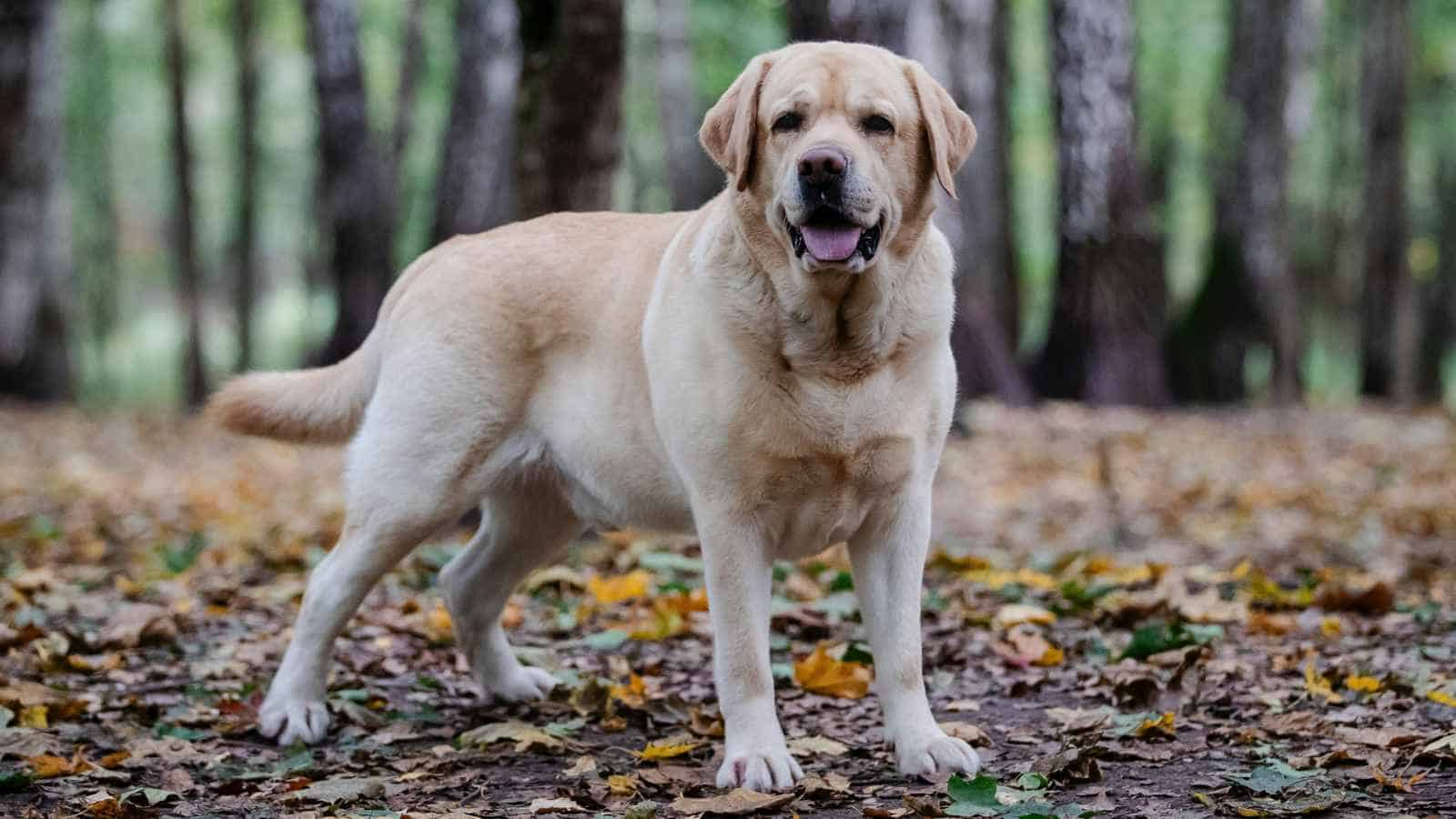 12 Dog Breeds Renowned for Their Unwavering Loyalty