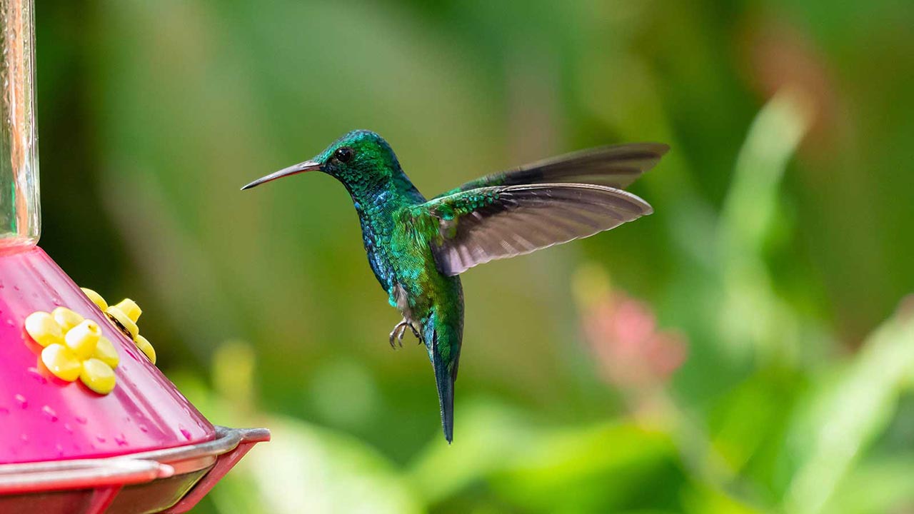 Watch Out: These 10 Hummingbird Feeder Mistakes Are Deadly