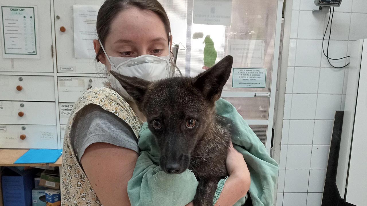Canine Hybrid Discovery: Dog-Fox Mix Confirmed in Brazil