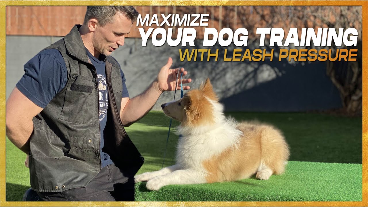 Leash Pressure Training: The Key to Fixing 90% of Dog Behavior Issues!