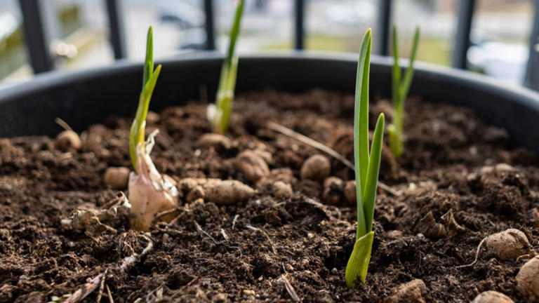 How to Grow Garlic in Pots and Containers