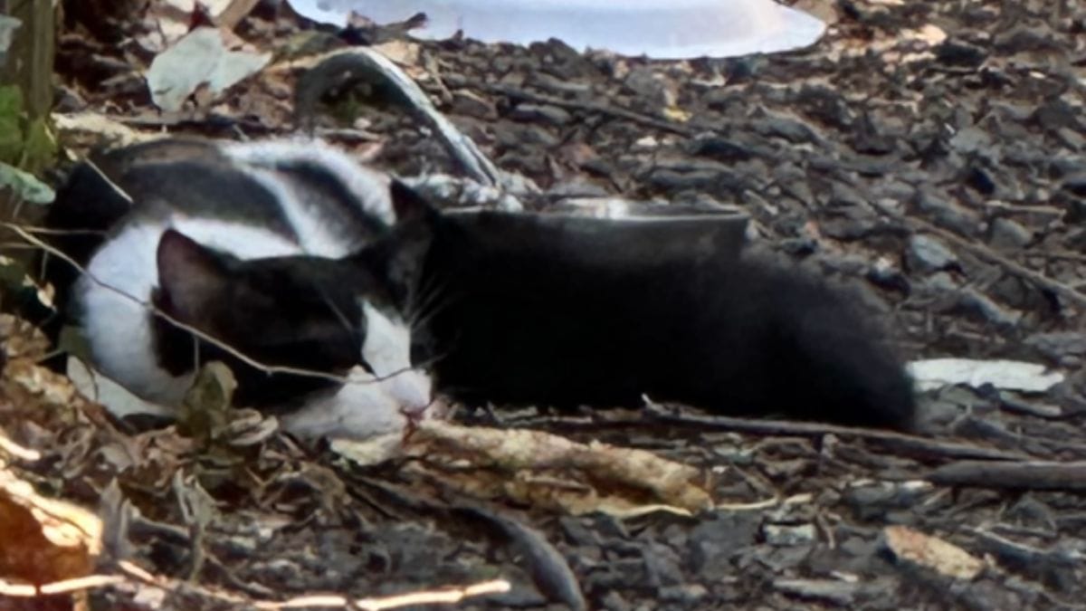 Cat wanders near shop and owner's quick thinking saves 7 lives (video)