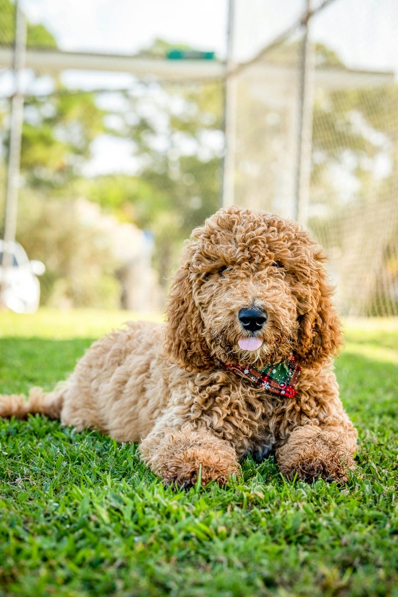26 Popular Doodle Dog Mixes Loved for Their Personality and Charm