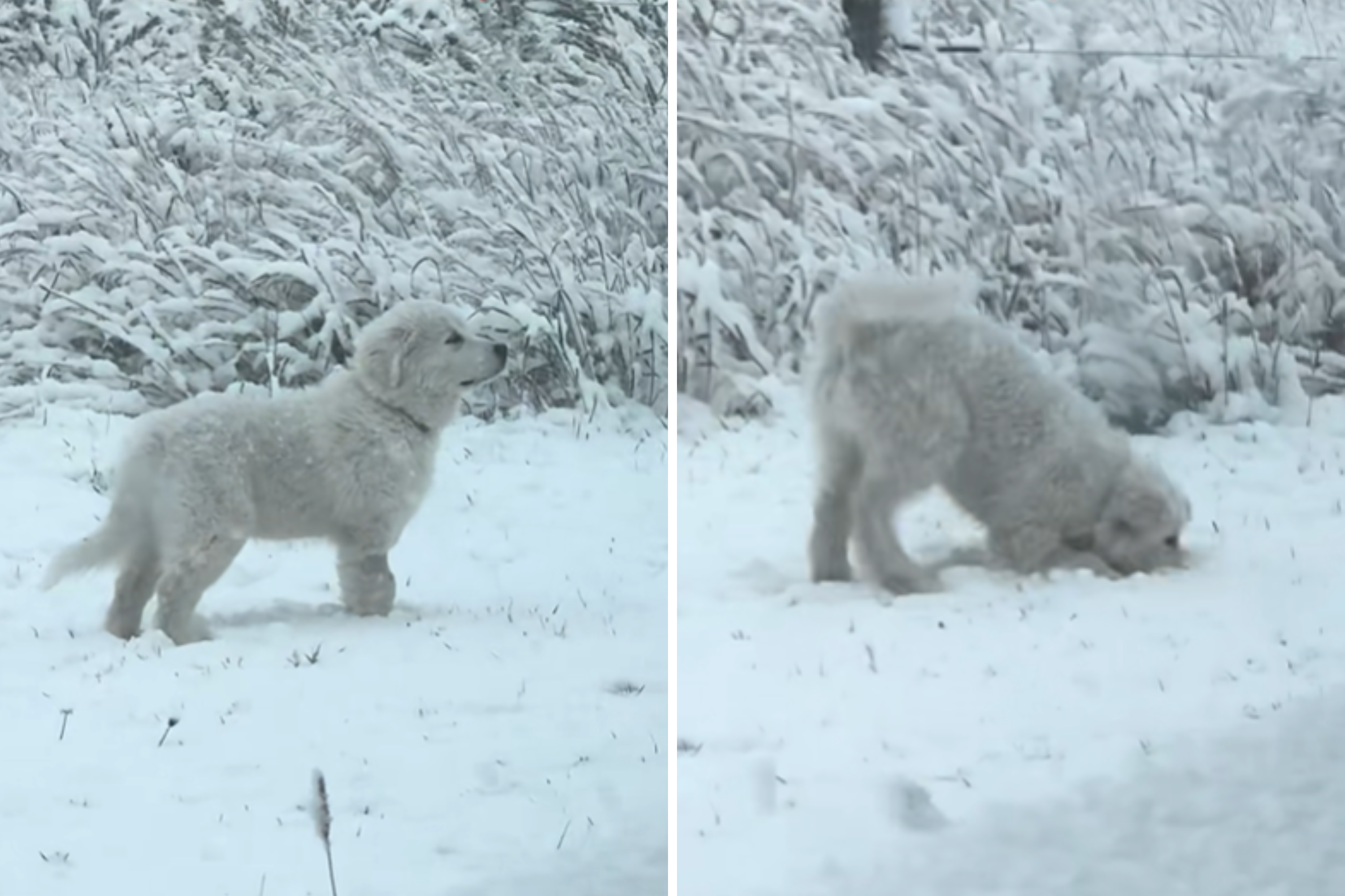 Owner can't cope as Great Pyrenees experiences snow for the first time