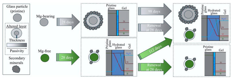 Boron isotopes reveal how nuclear waste glass slowly dissolves over time