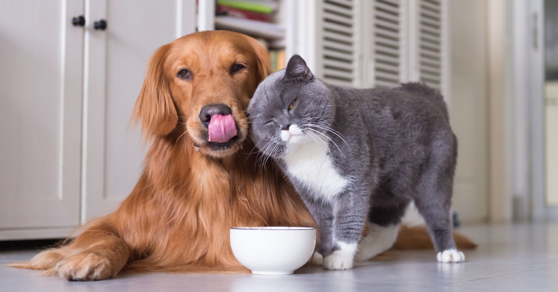 25 Dog Breeds with Strong Prey Drives That May Struggle to Live ...