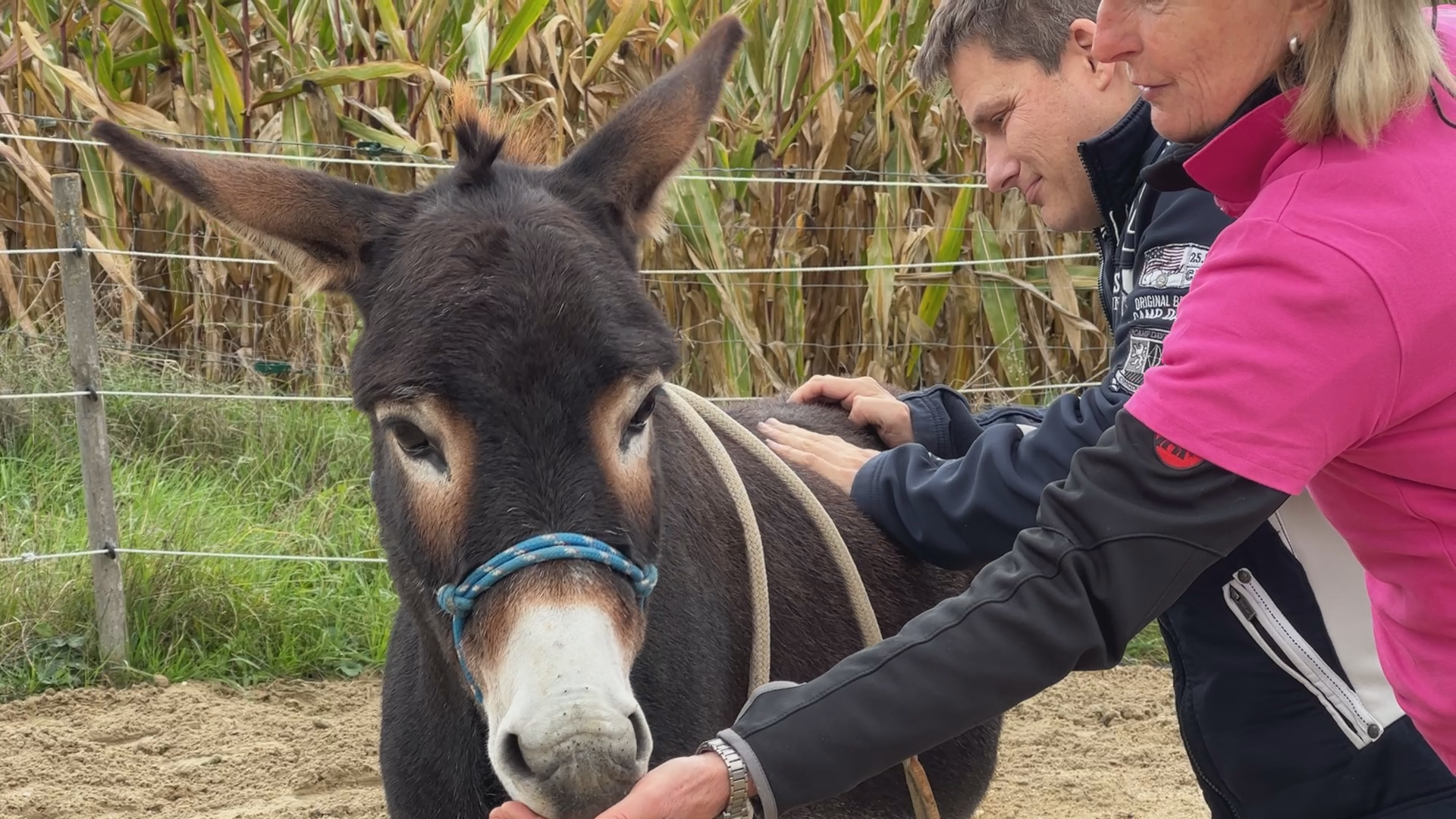 Von wegen stur: So helfen Esel in der tiergestützten Therapie