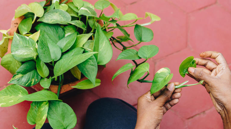 How Often To Prune Pothos For A Fuller Plant (Plus The Best Way To Do It)