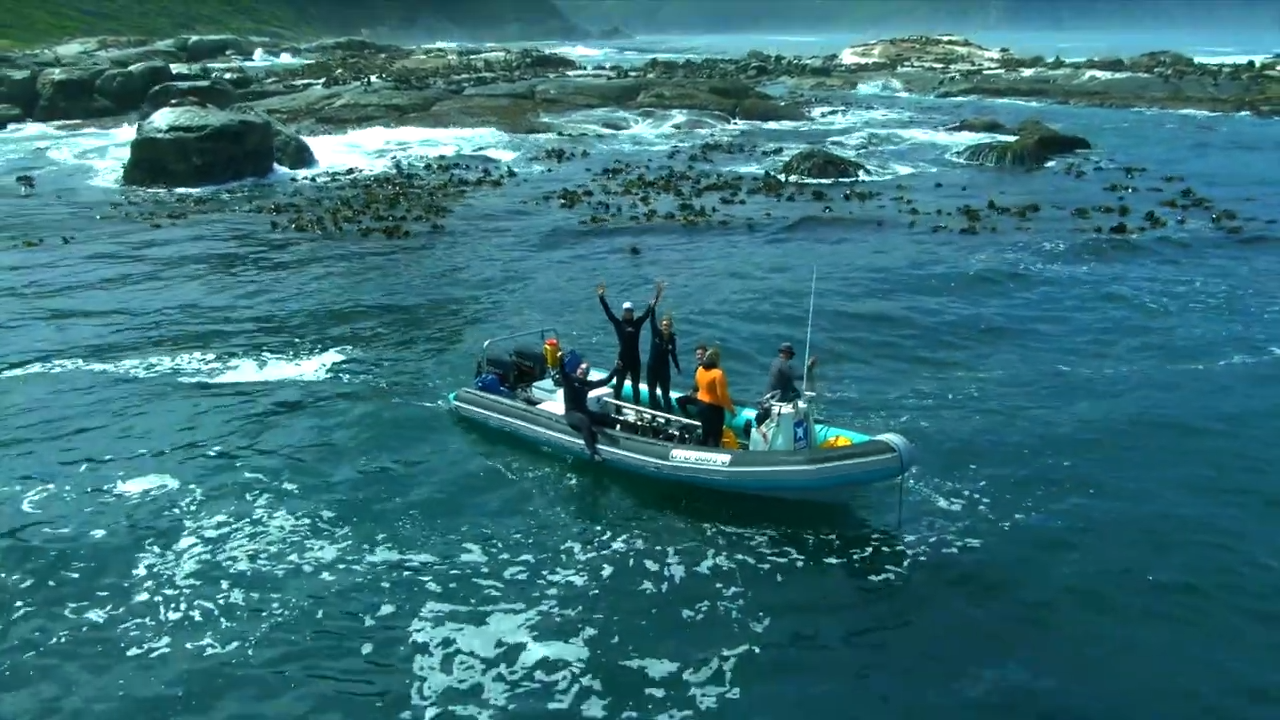 Cape Town’s Ocean Circus – 5,000 Seals All Around!