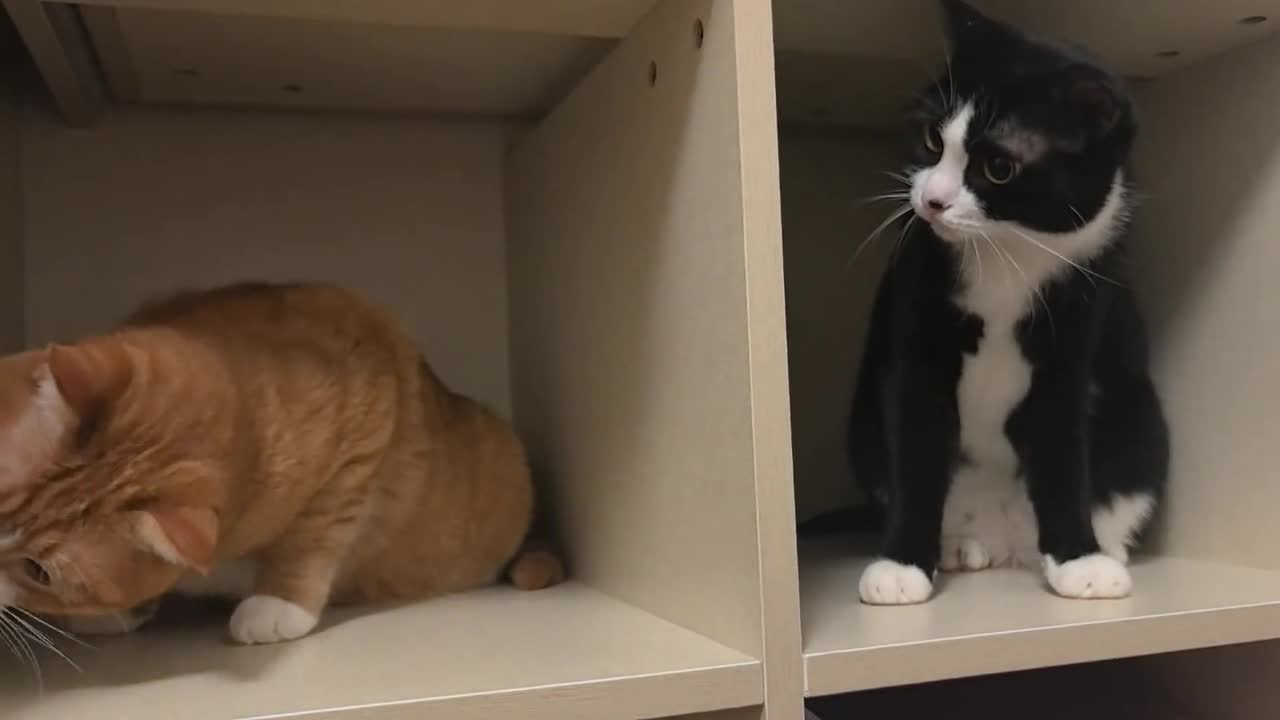 Two playful cats turn a peaceful cabinet hangout into a lighthearted ...