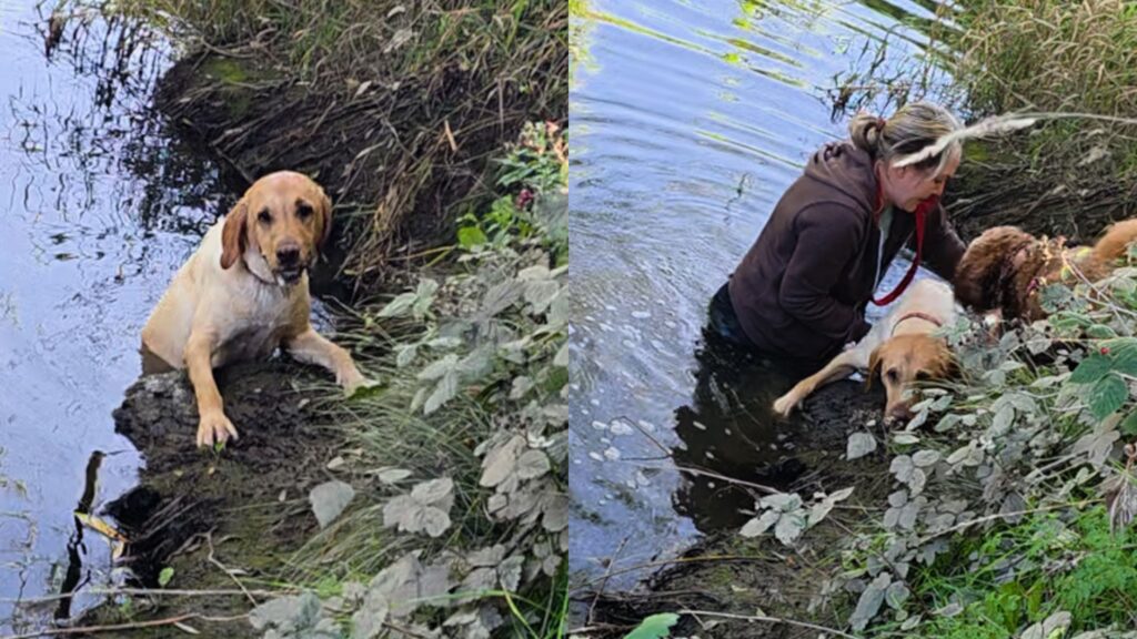 Dog walker wades into river to rescue stuck Labrador