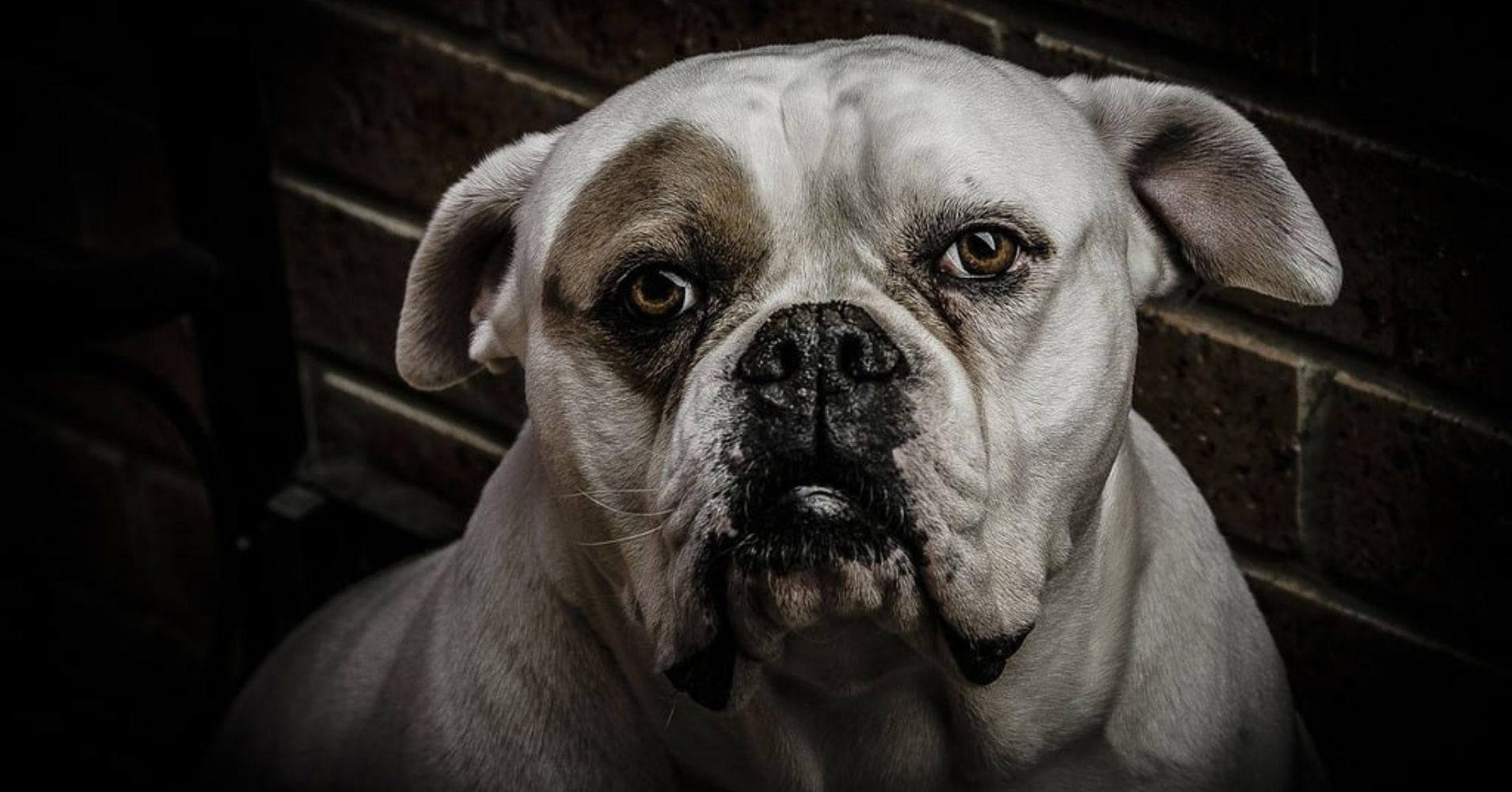26 Dog Breeds That Look Tough but Are Gentle at Heart