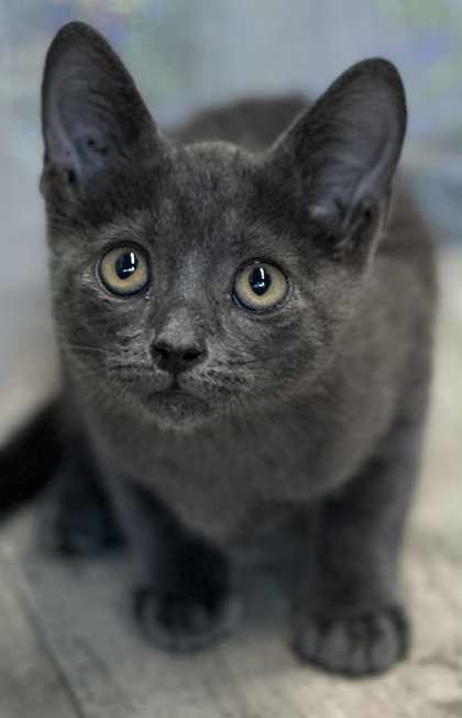 Meet Harry Pawter our adorable Pet of the Week