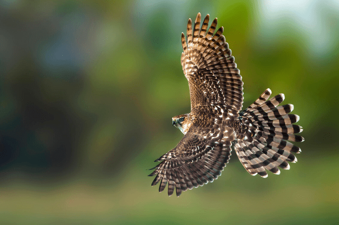 How to Identify a Cooper’s Hawk