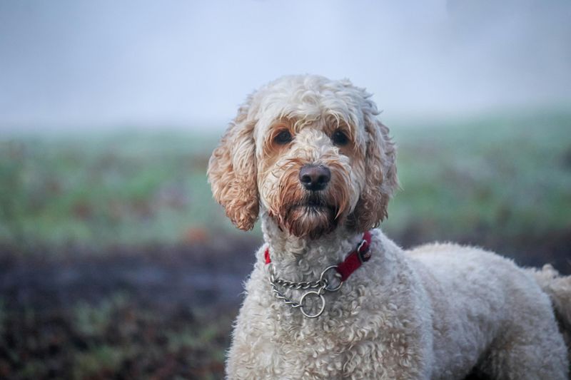 26 Popular Doodle Dog Mixes Loved for Their Personality and Charm