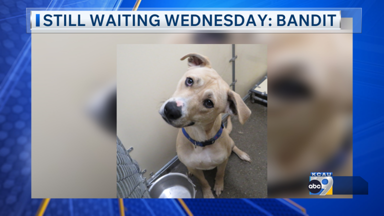 Still Waiting Wednesday: Meet Bandit