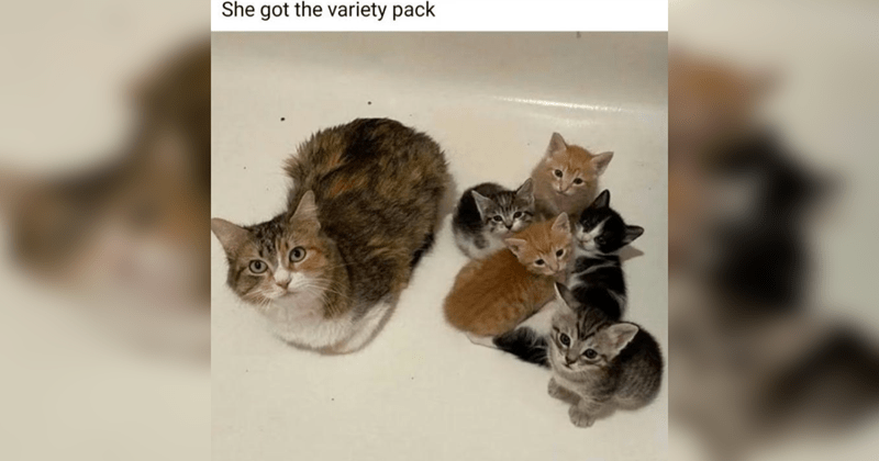 Funniest Cat Memes for Feline Fanatics (October 15, 2025)