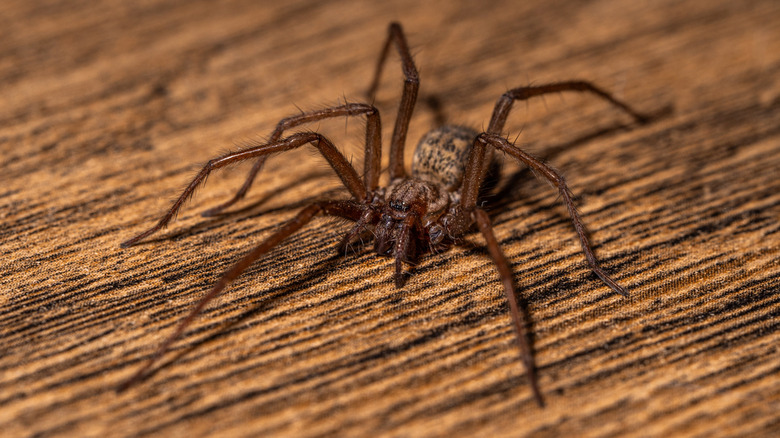 Spray Your Porch And Patio With This Kitchen Ingredient If You Hate Spiders