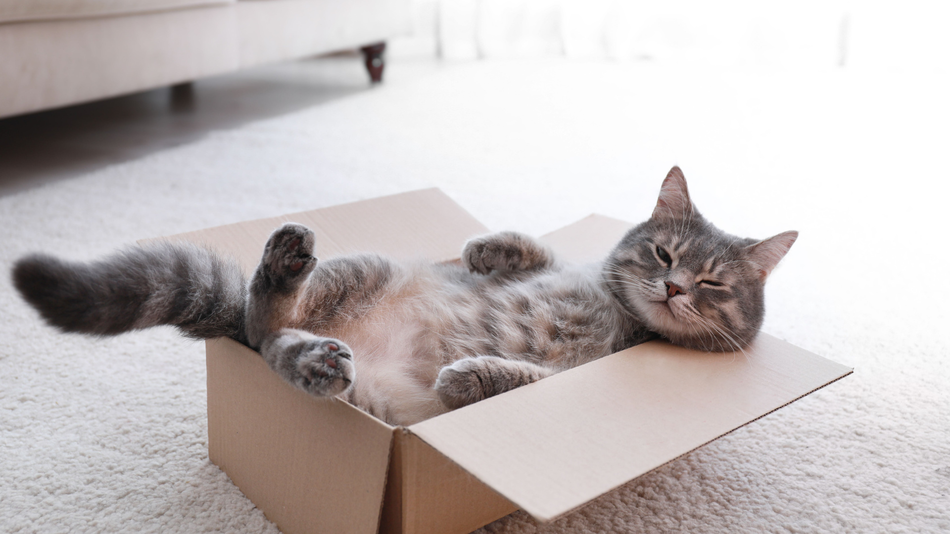 9 Funny Things Cats Do