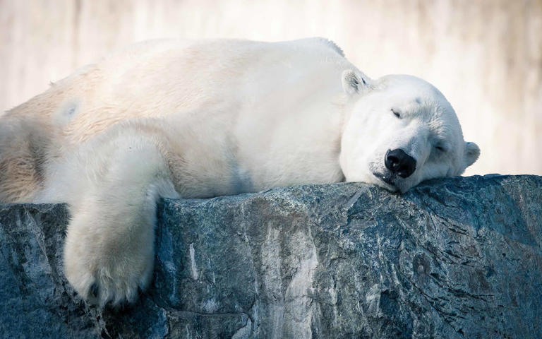 A giant pumpkin is the perfect treat for a polar bear