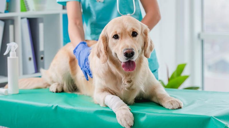 Can dogs eat chocolate? What to do if your dog consumes this toxic food