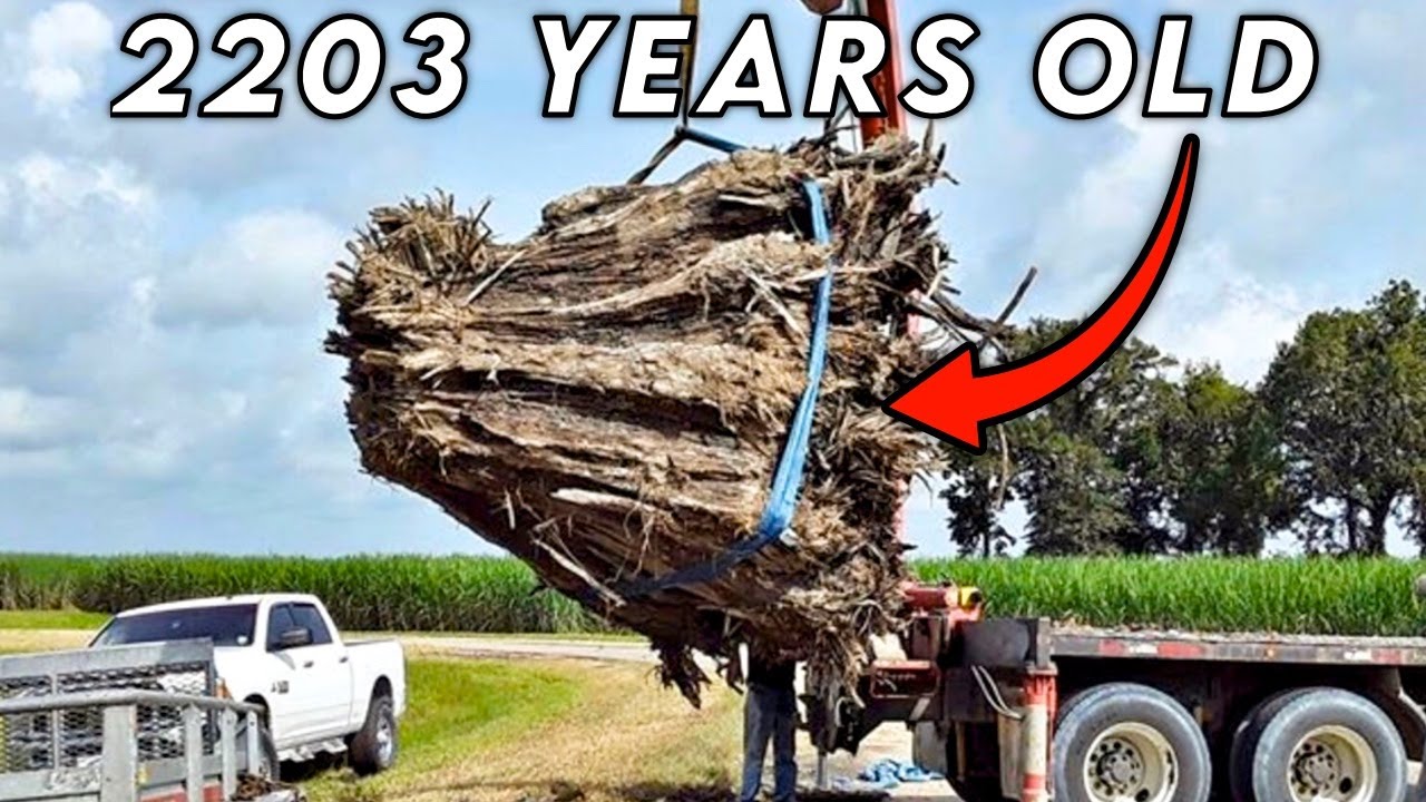 I Spent 213 Hours Turning 2200 Yr Old Wood into $12,000 Table