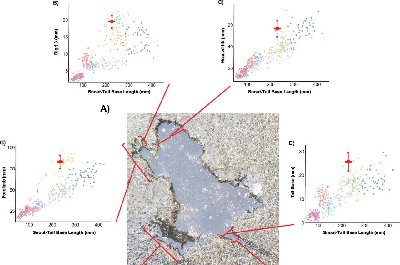 Chicago's viral 'rat hole' was not made by a rat after all, new study finds