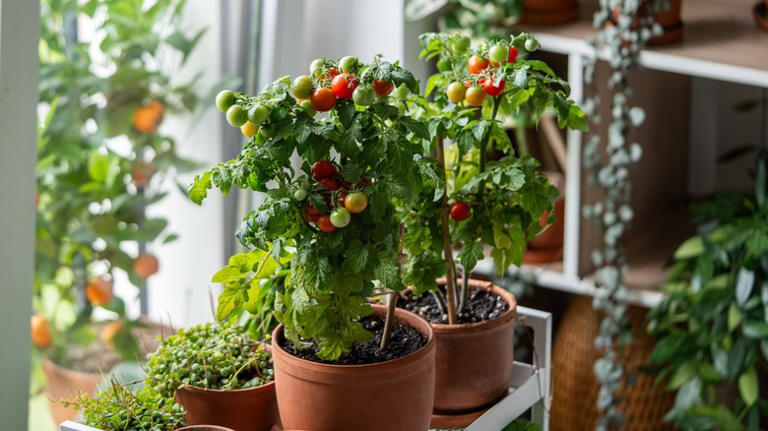 Fresh Summer Flavors Aren't Over — Grow This Type Of Tomato Indoors ...