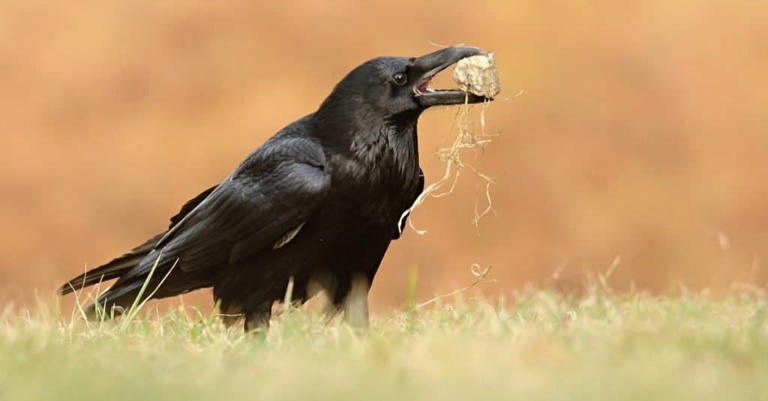 From Roadkill to Cat Food: What Ravens Really Eat