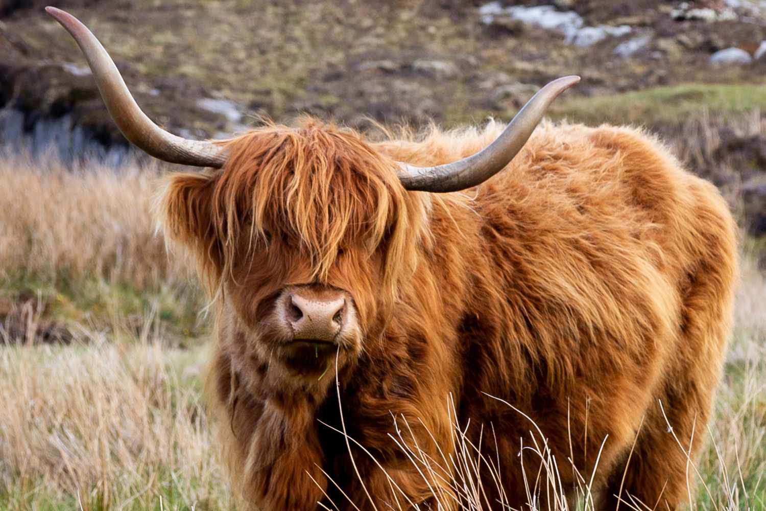 Bride's Mom Hospitalized After Freak Cow Accident at Wedding: 'Felt My ...