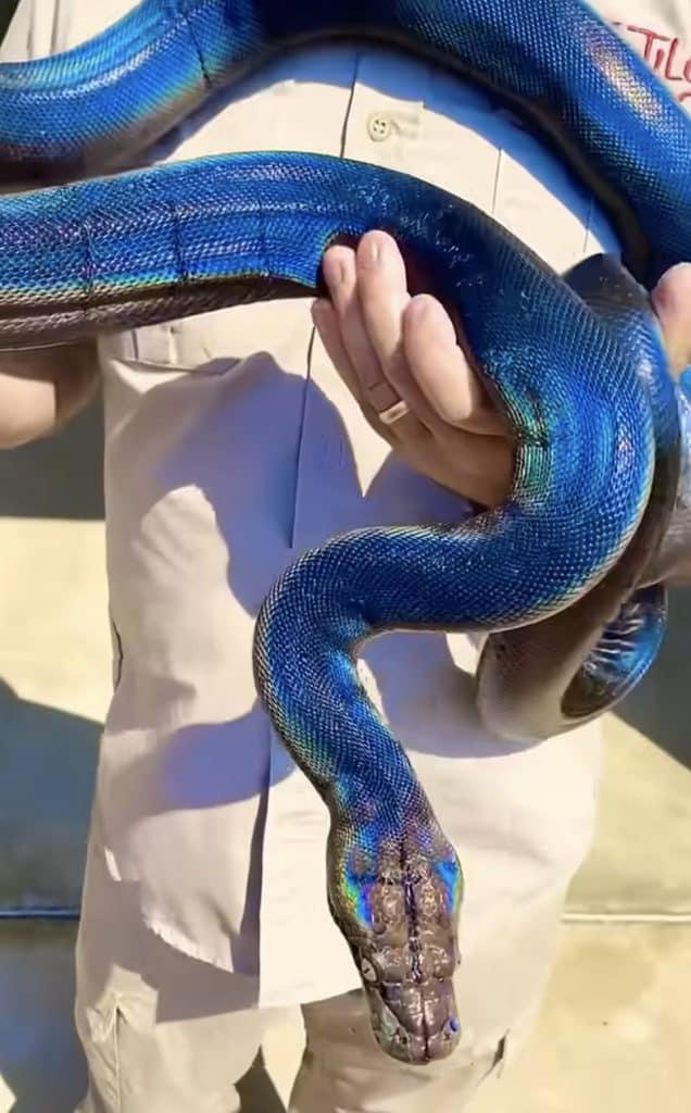 The Shimmering Rainbow Python That Took the Internet by Storm
