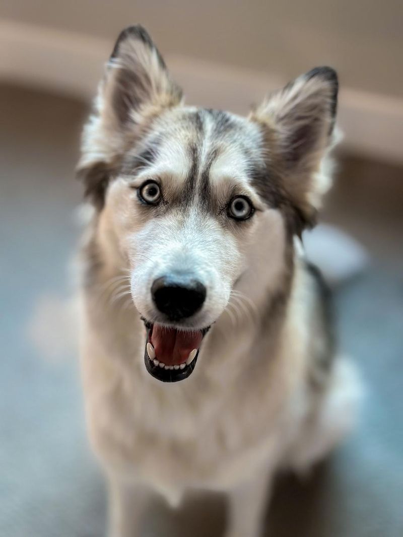 17 Simple Gestures That Strengthen Your Bond with Your Dog