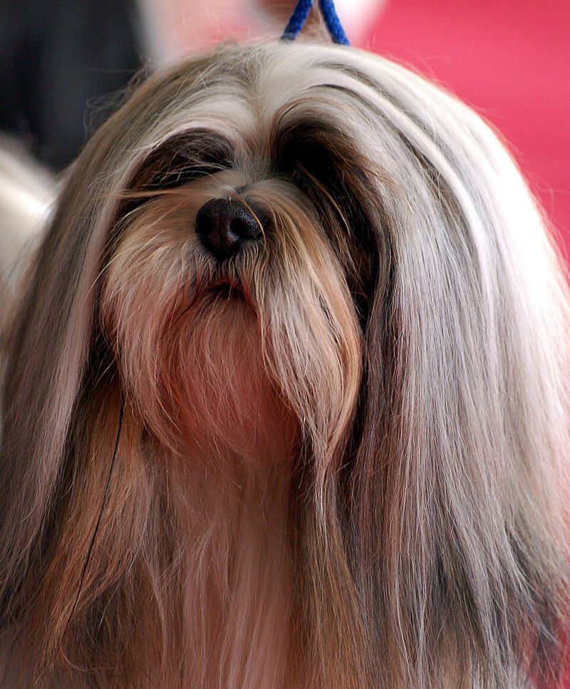 27 Small Dog Breeds with the Same Charm and Temperament as Shih Tzus